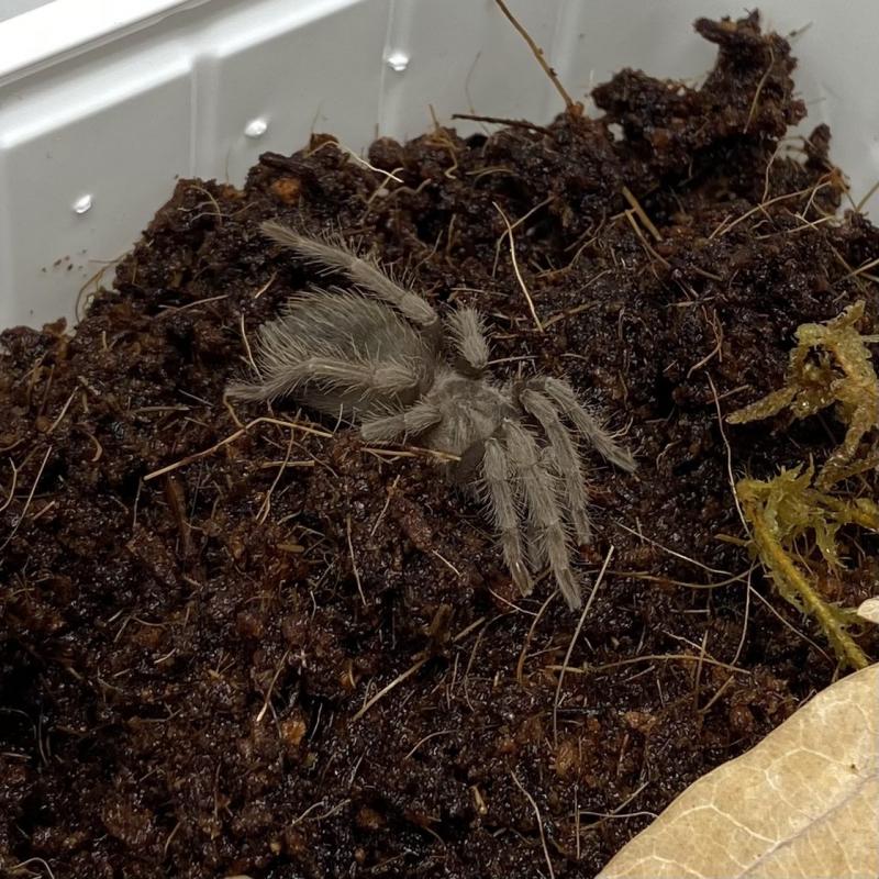 Tarântula Lasiodora parahybana - Lasiodora parahybana - Vivum