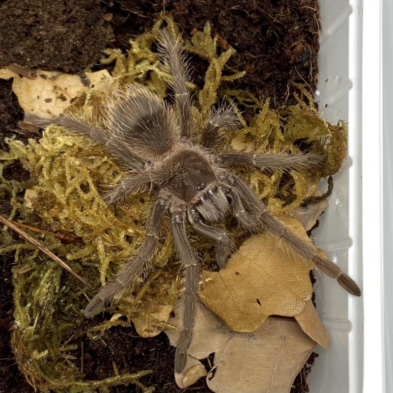 Tarântula Lasiodora striatipes - Lasiodora striatipes - Vivum