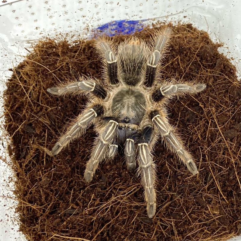Tarântula Aphonopelma seemanni - Aphonopelma seemanni - Vivum