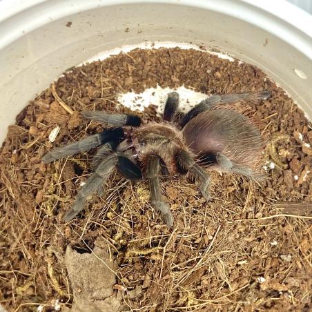 Tarântula Brachypelma albiceps - Brachypelma albiceps - Vivum