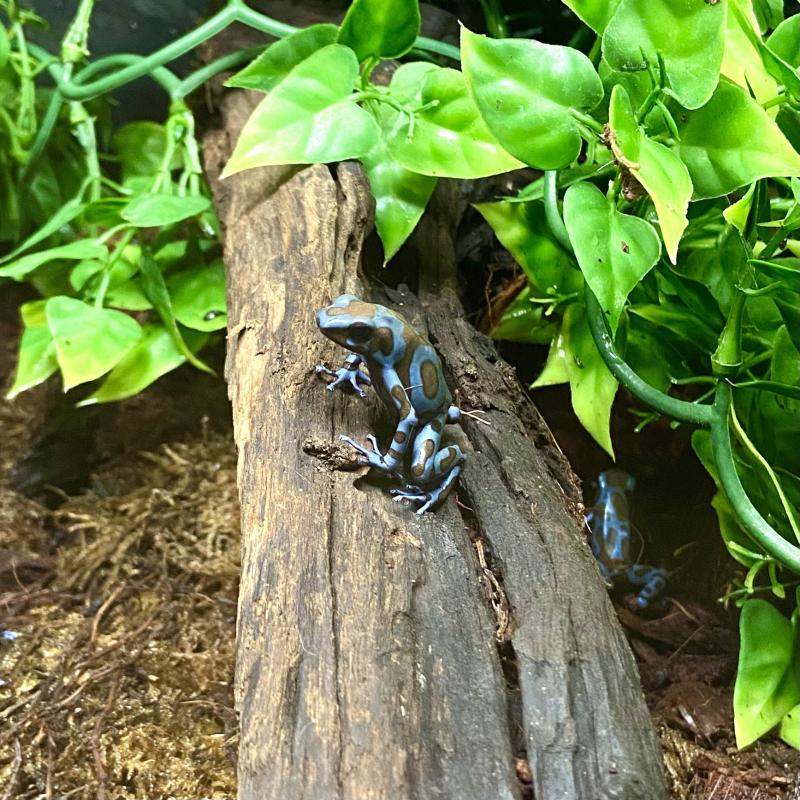 Dendrobates Auratus - Dendrobates auratus - Vivum