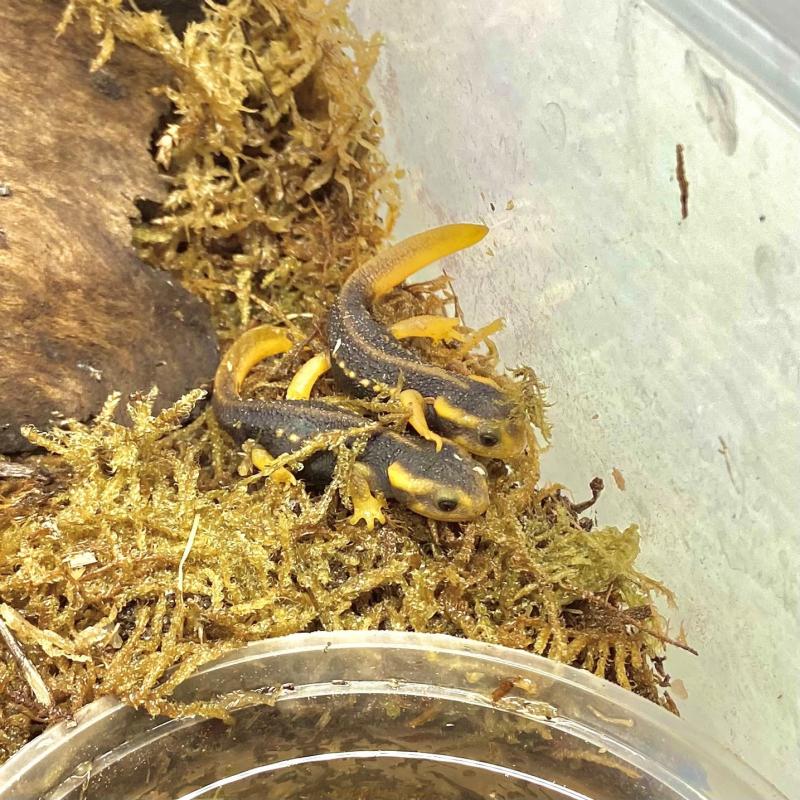 Tritão Crocodilo da Birmânia - Tylototriton shanorum - Vivum