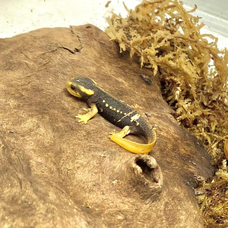 Tritão Crocodilo da Birmânia - Tylototriton shanorum - Vivum