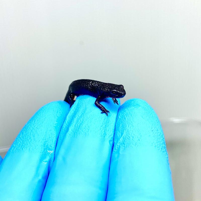Tritão Ventre de Fogo - Cynops orientalis - Vivum