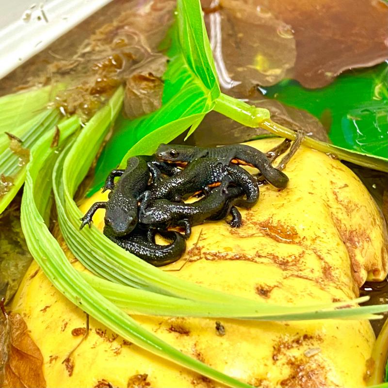 Tritão Ventre de Fogo - Cynops orientalis - Vivum