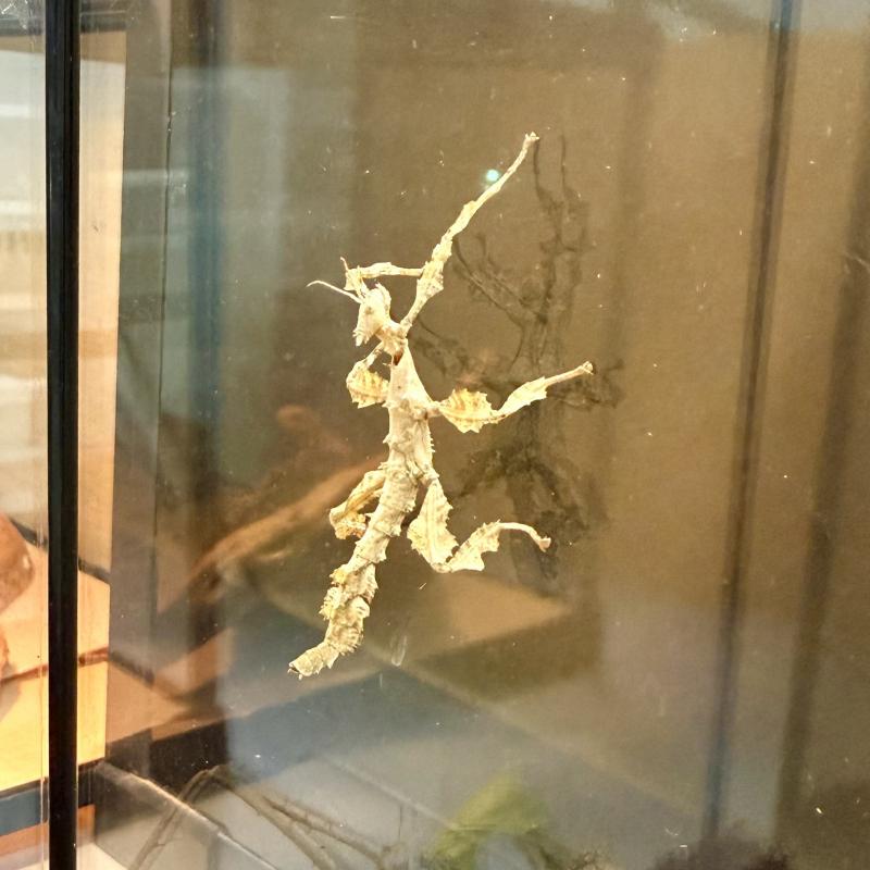 Inseto Pau Gigante Australiano - Extatosoma tiaratum - Vivum