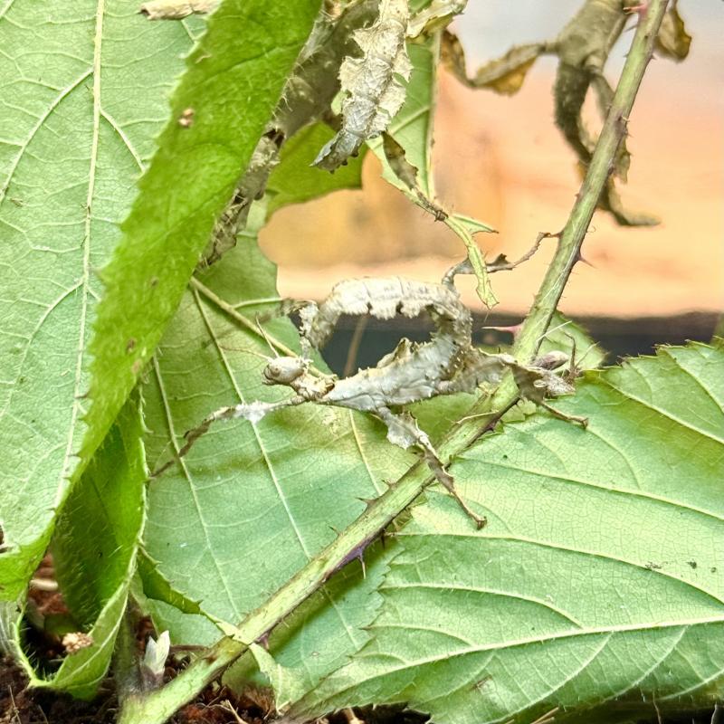 Inseto Pau Gigante Australiano - Extatosoma tiaratum - Vivum