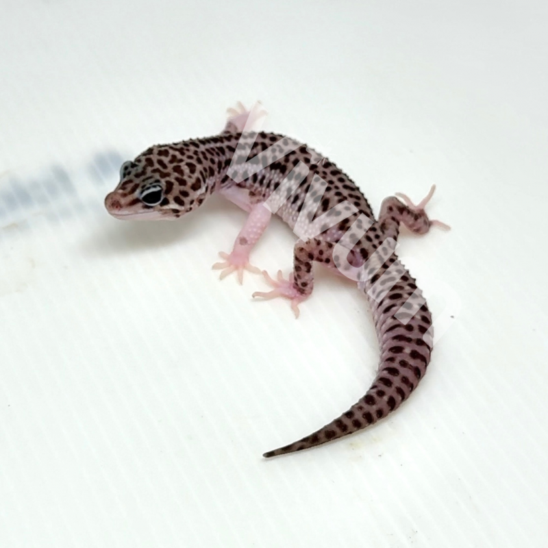 Gecko Leopardo - Eublepharis macularius - Vivum