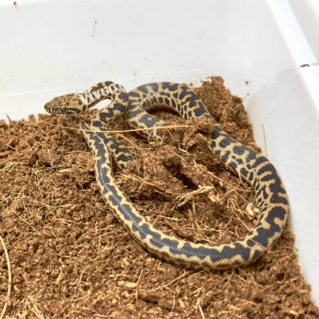 Spotted Python - Antaresia maculosa - Vivum