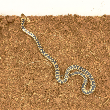 Spotted Python - Antaresia maculosa - Vivum