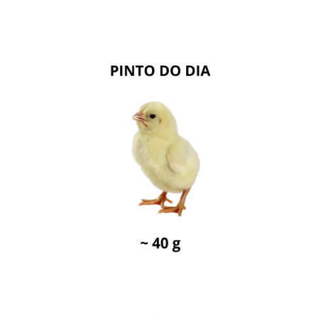 Pintos do Dia - Alimento Congelado - Vivum
